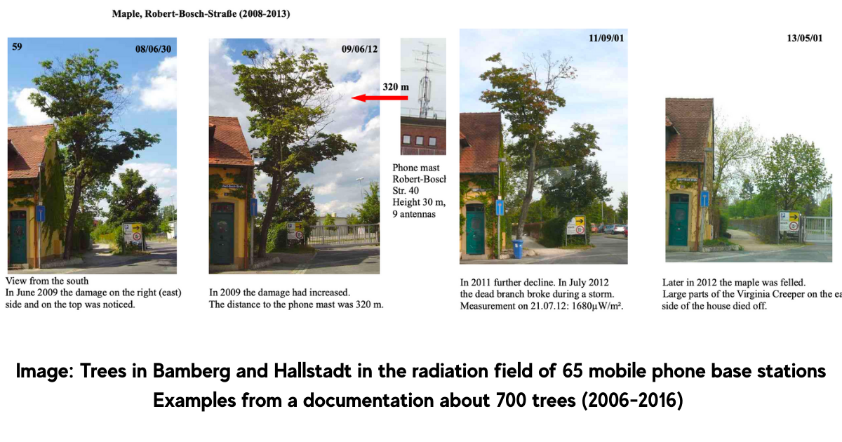 How Cell Towers, 5G, and Small Cells Affect Trees and Plants ...