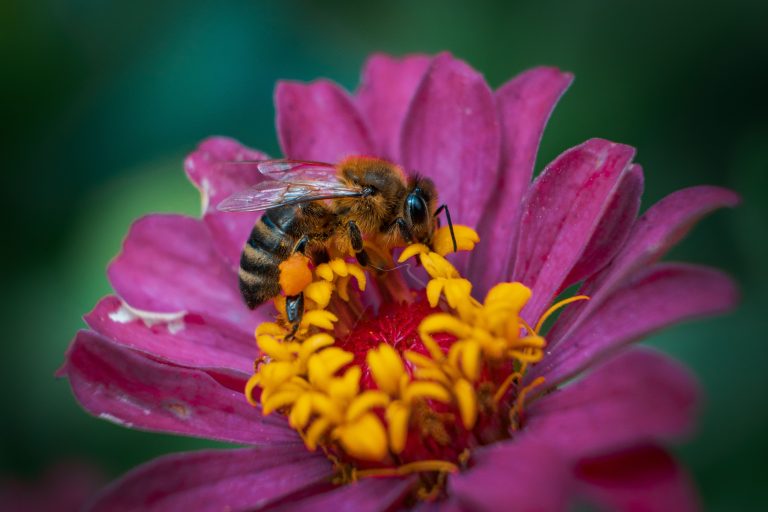 Impacts of Power Line EMF Exposure on Bees and Pollinators ...